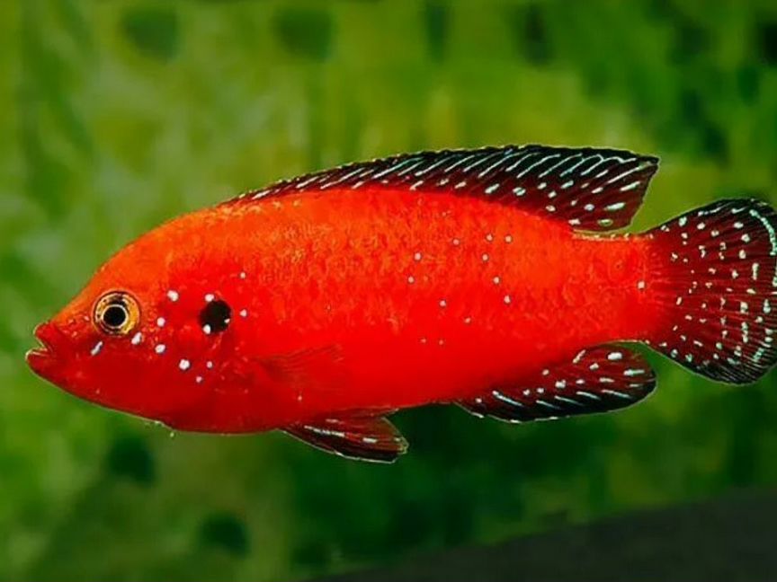 Аквариумные рыбки цихлиды