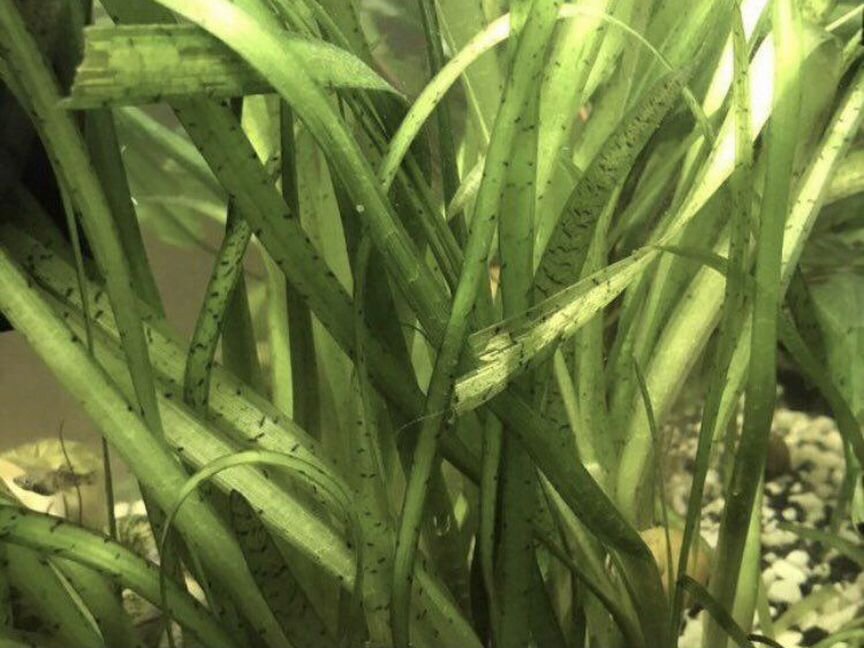 Валлиснерия тигровая