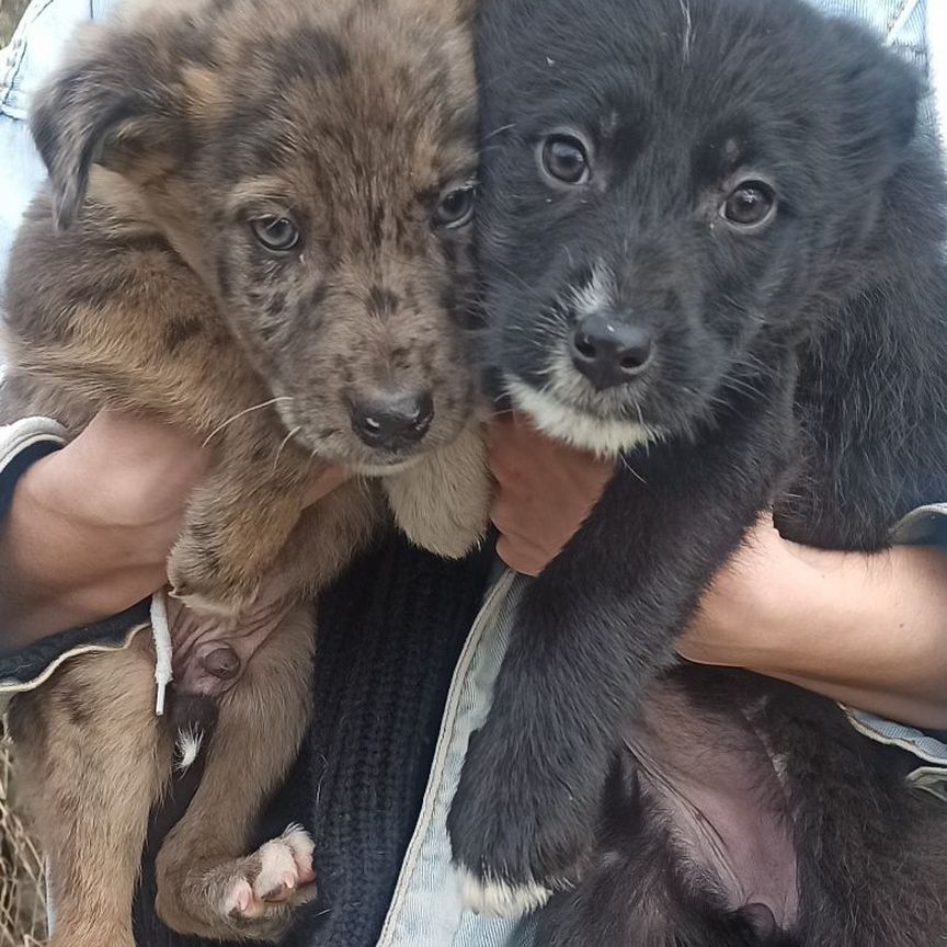 Выбери меня