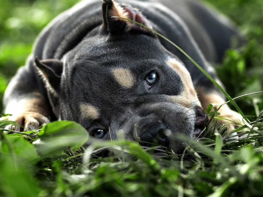 Американский булли щенок