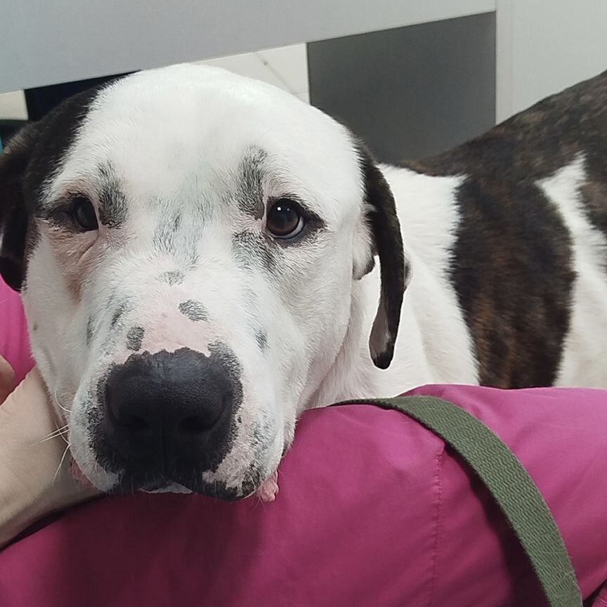 Аргентинский дог, взрослый пёс