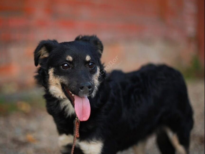 Отдам в добрые руки