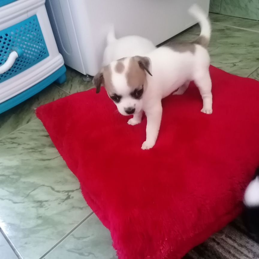 Крошки чихуашек