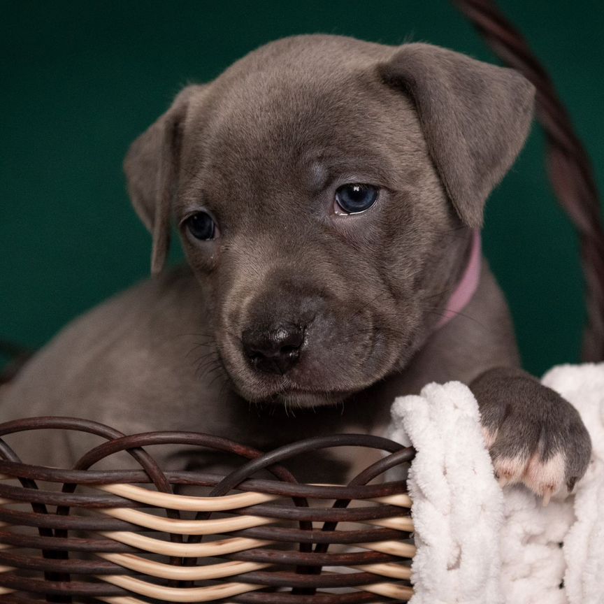 Американский питбультерьер, щенок