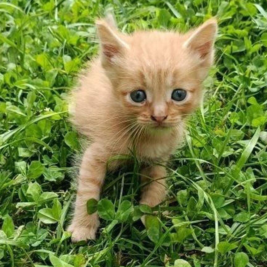 Котёнок в добрые руки