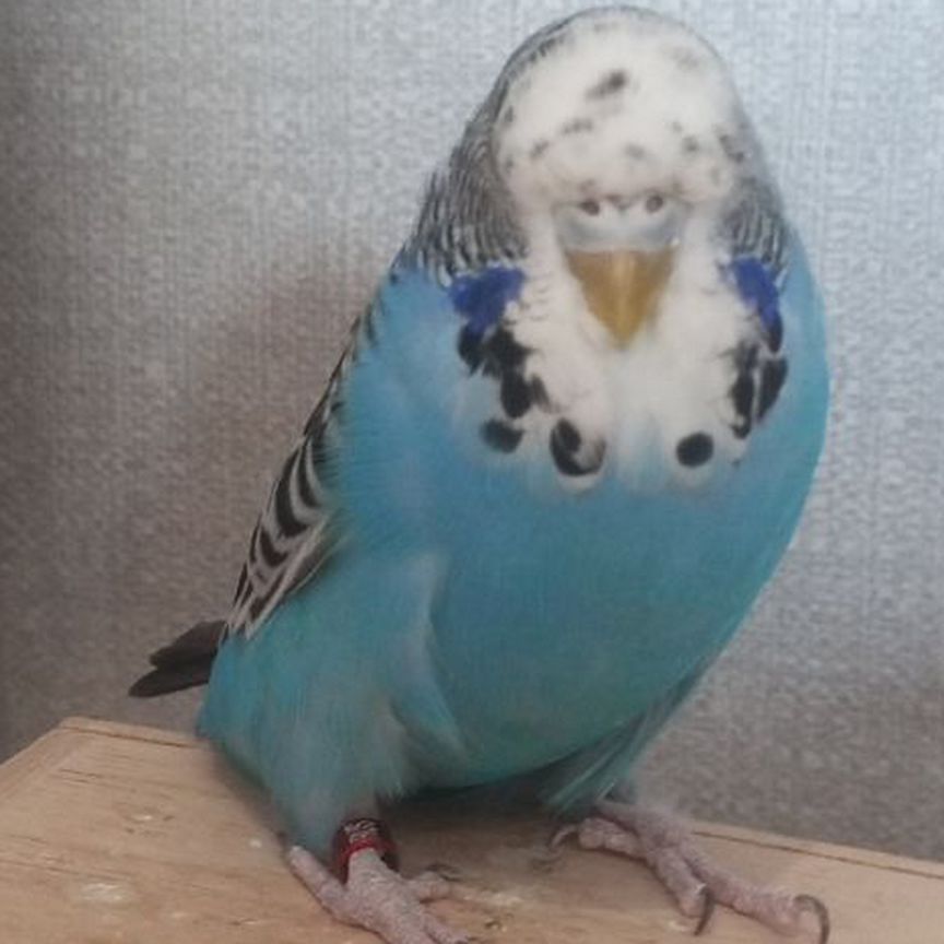 Попугай ввп чех