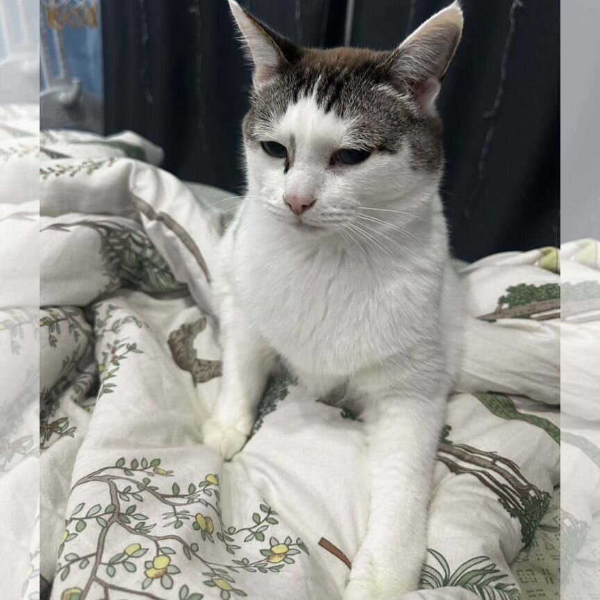Кот в добрые руки