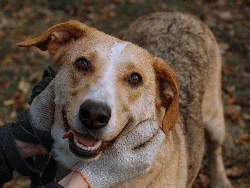 Челси из приюта ищет семью