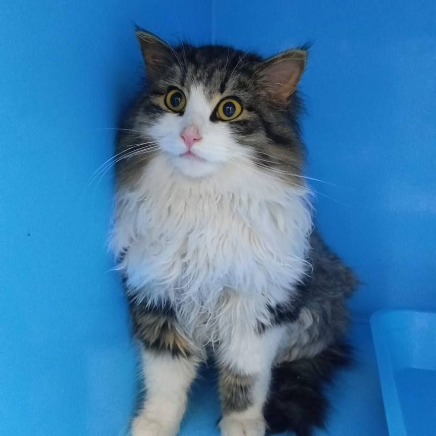 Стеллар сидел на дереве два дня.Выпуск на улицу