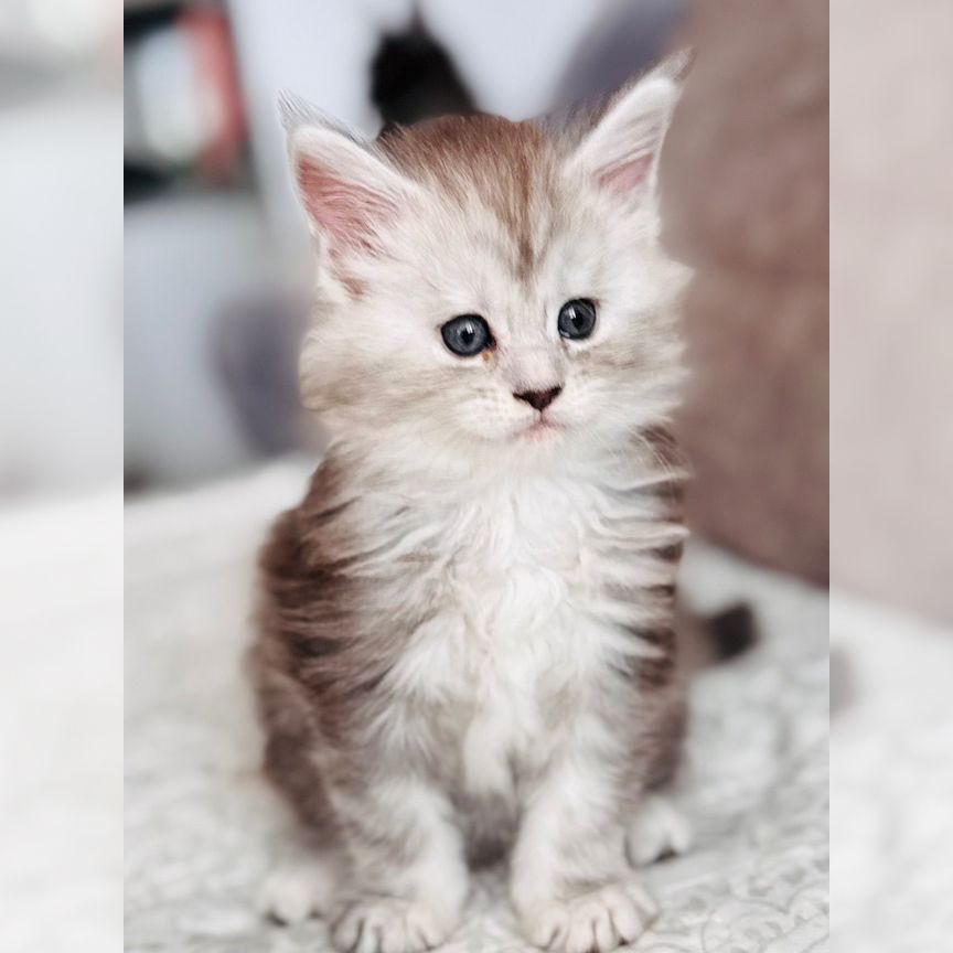 Мейн-кун котёнок