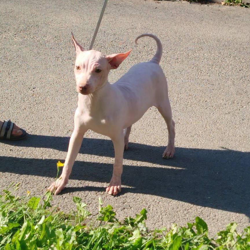 Бело-шоколадный кобель агт