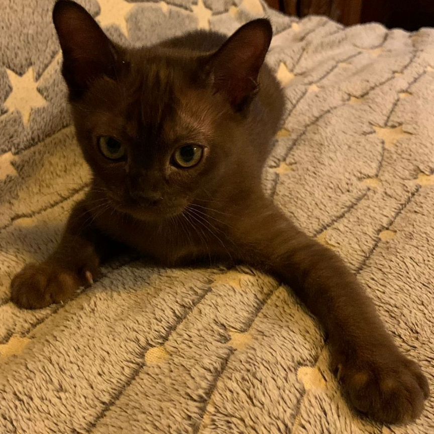 Котята европейской бурмы