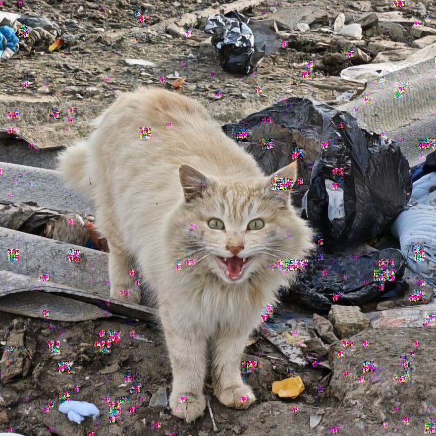 Взрослый кот в добрые руки