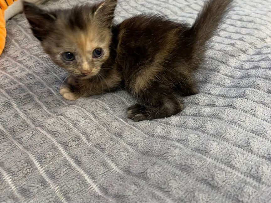 Отдам симпатичную кошечку в добрые руки