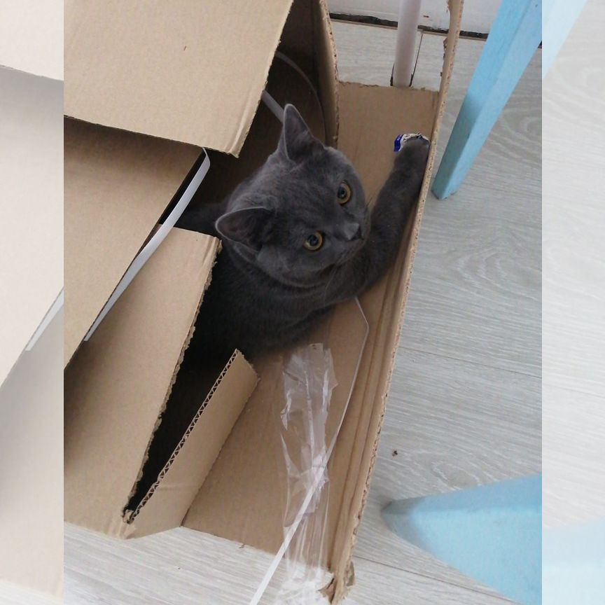 Котёнок, 7 мес, британец