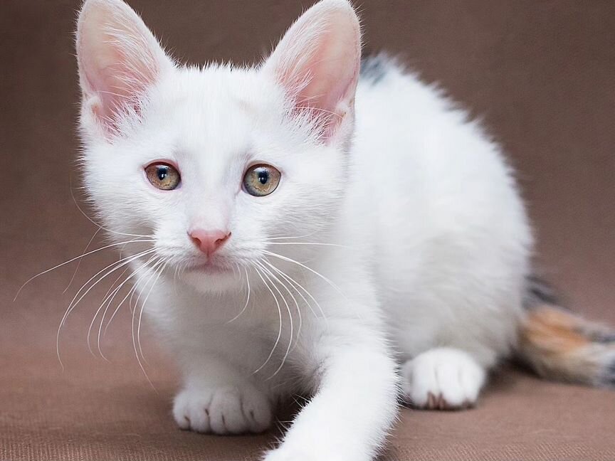 Котенок девочка в добрые руки