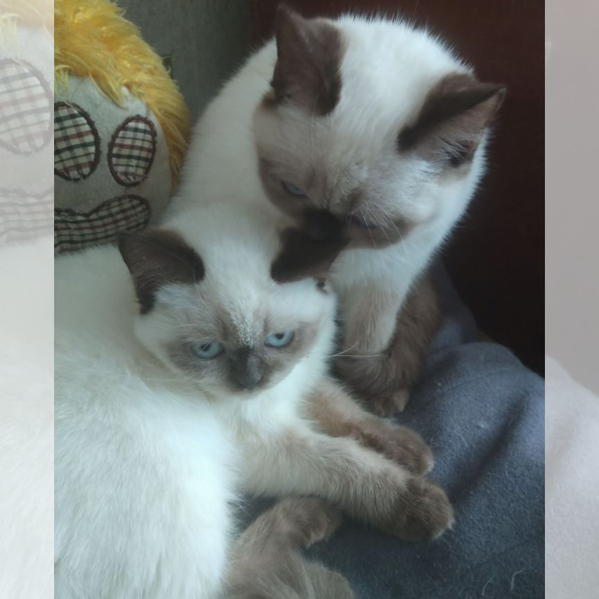 Британский короткошёрстный котёнок