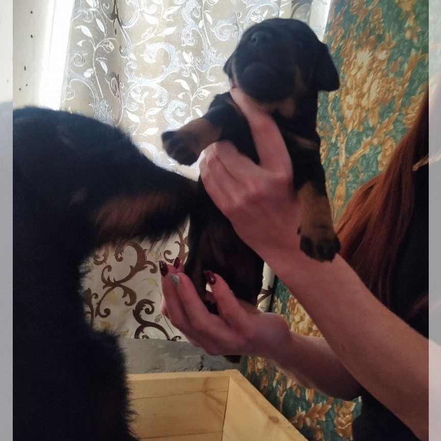 Немецкий охотничий терьер, щенок