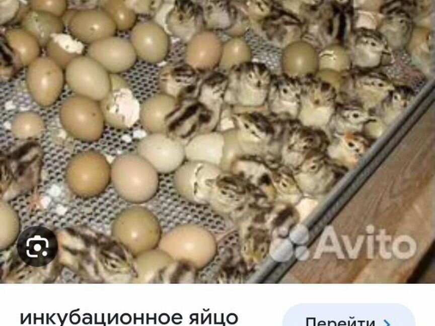 Инкубационное яйцо