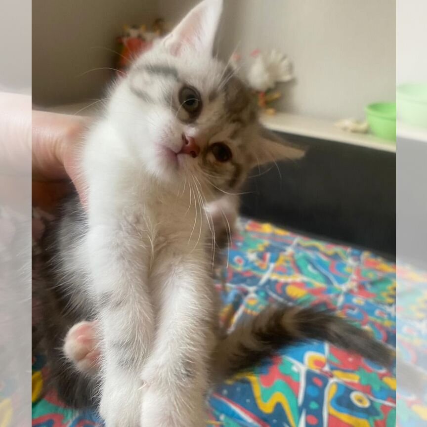 Котенок мальчик серый