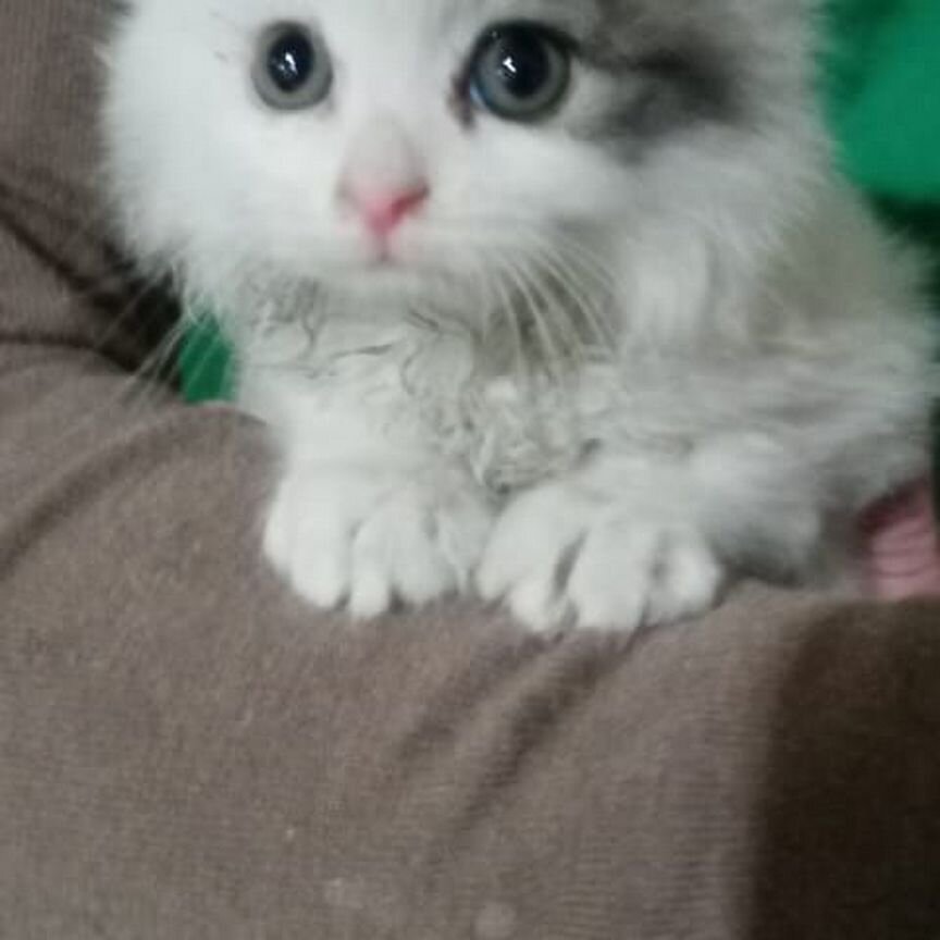 Котенок милаш