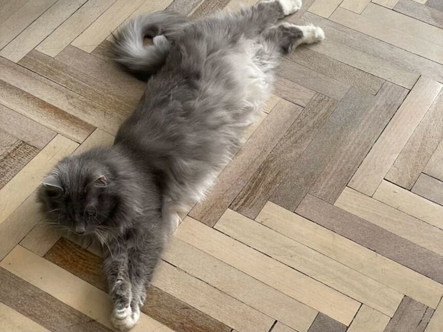 Пожалуйста, приютите кошку