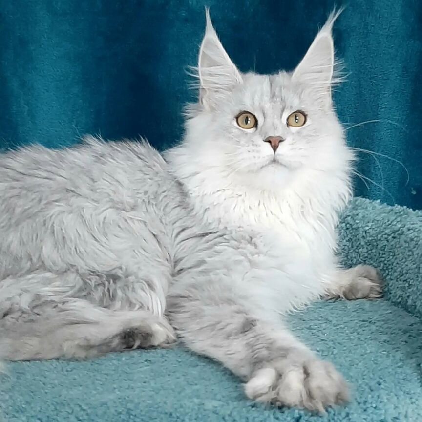 Мейн-кун котёнок