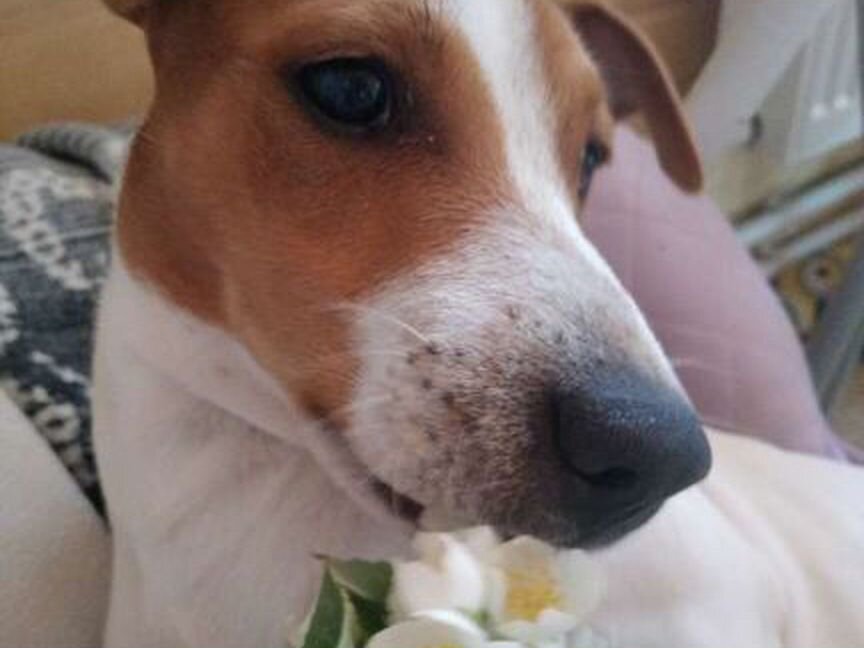 Вязка джек Рассел терьер