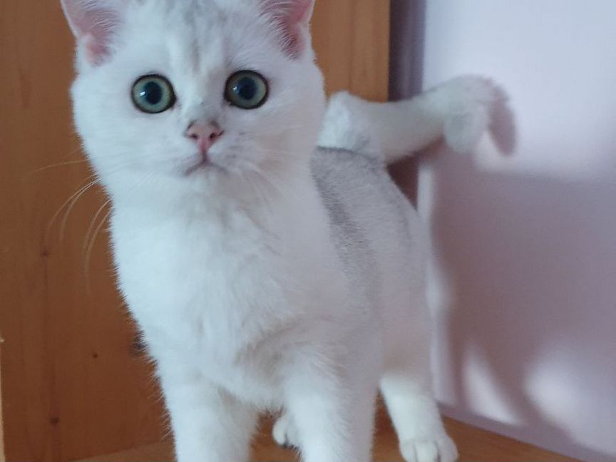Британская кошечка Луна