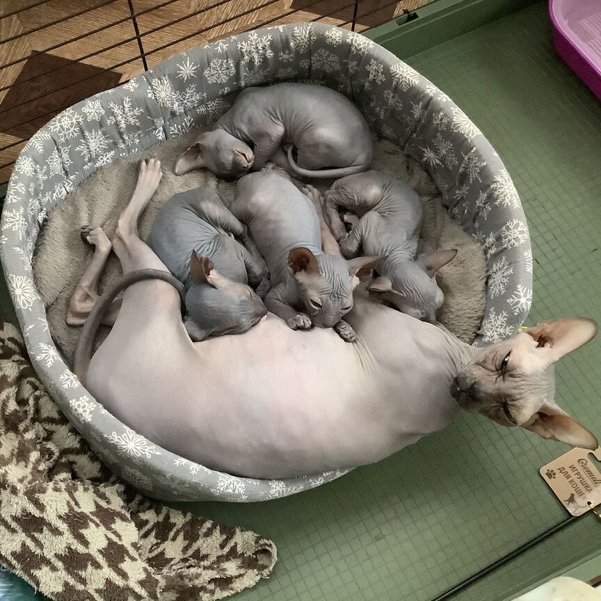 Канадский сфинкс котята