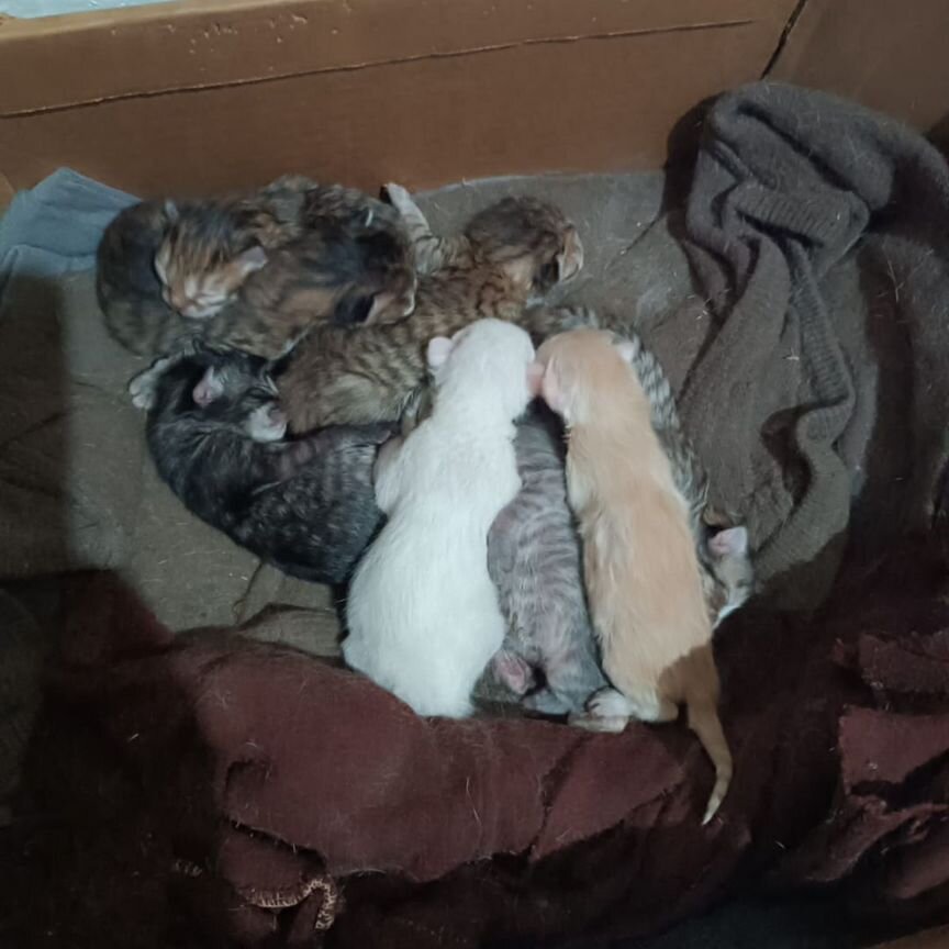 Котята отдам бесплатно