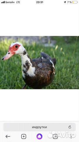 Индаутки с яйцами для вывода