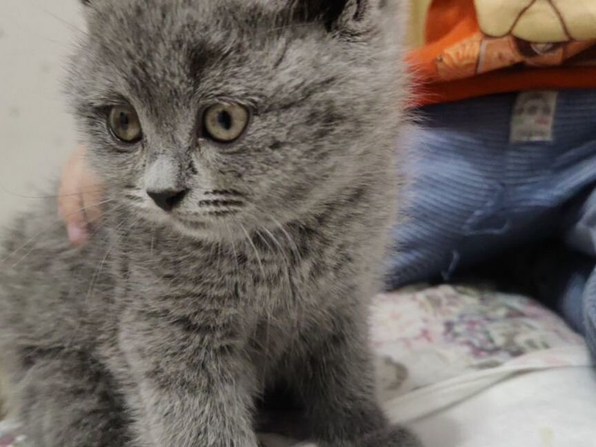 Продам котенка