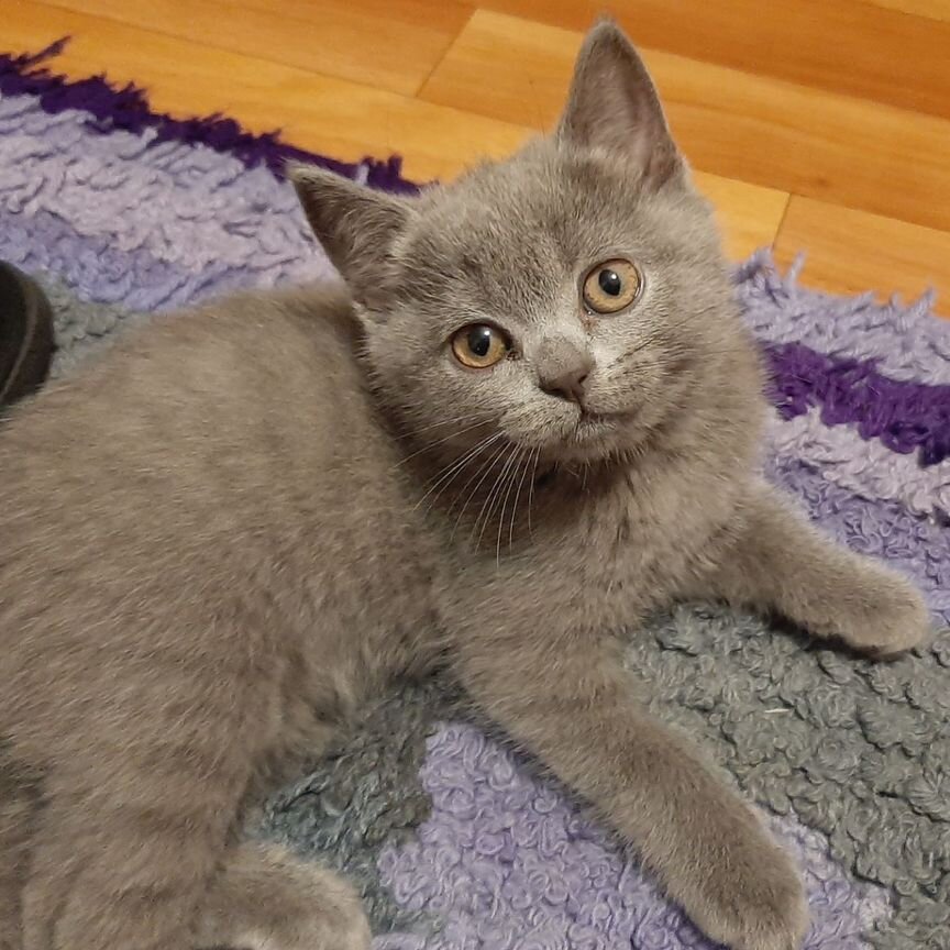 Британский котёнок