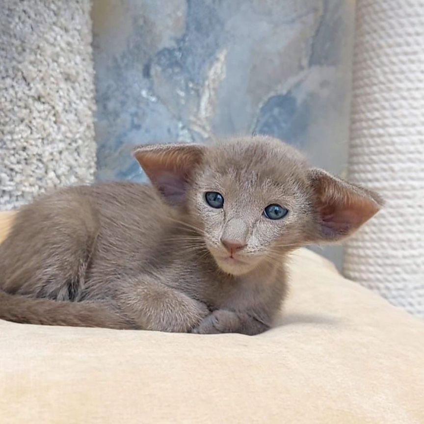 Ориентальные котята