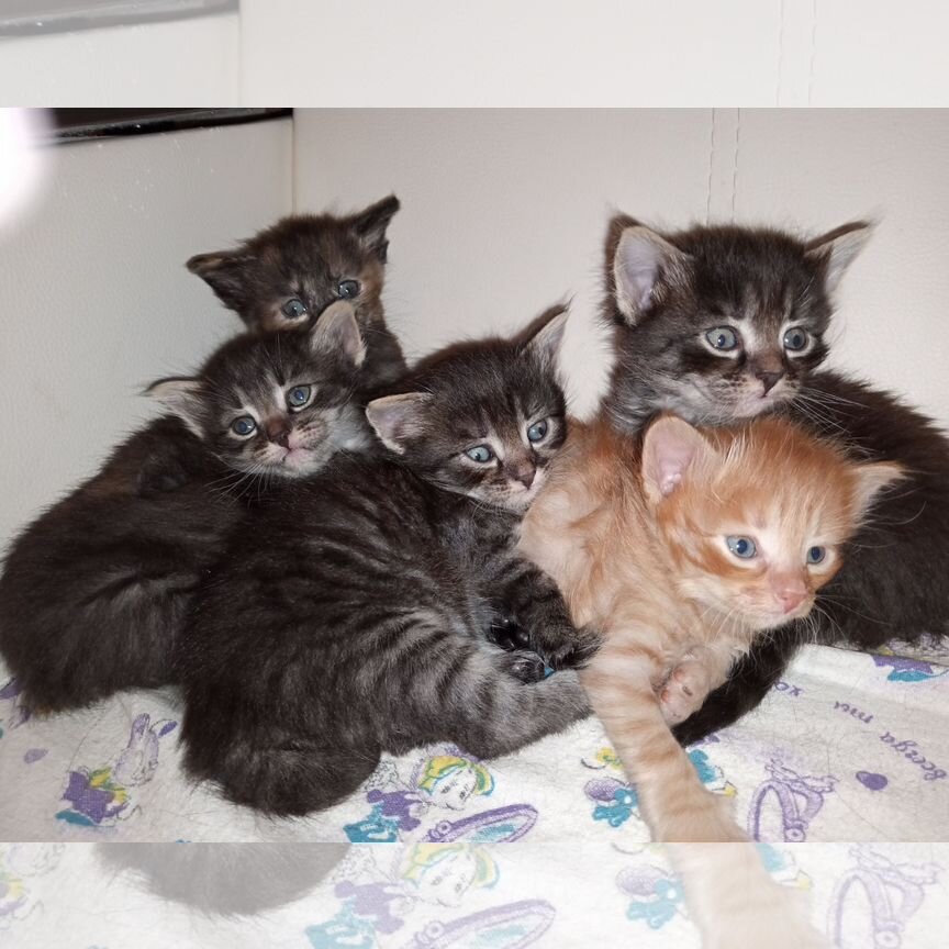 Котята в добрые руки мальчики