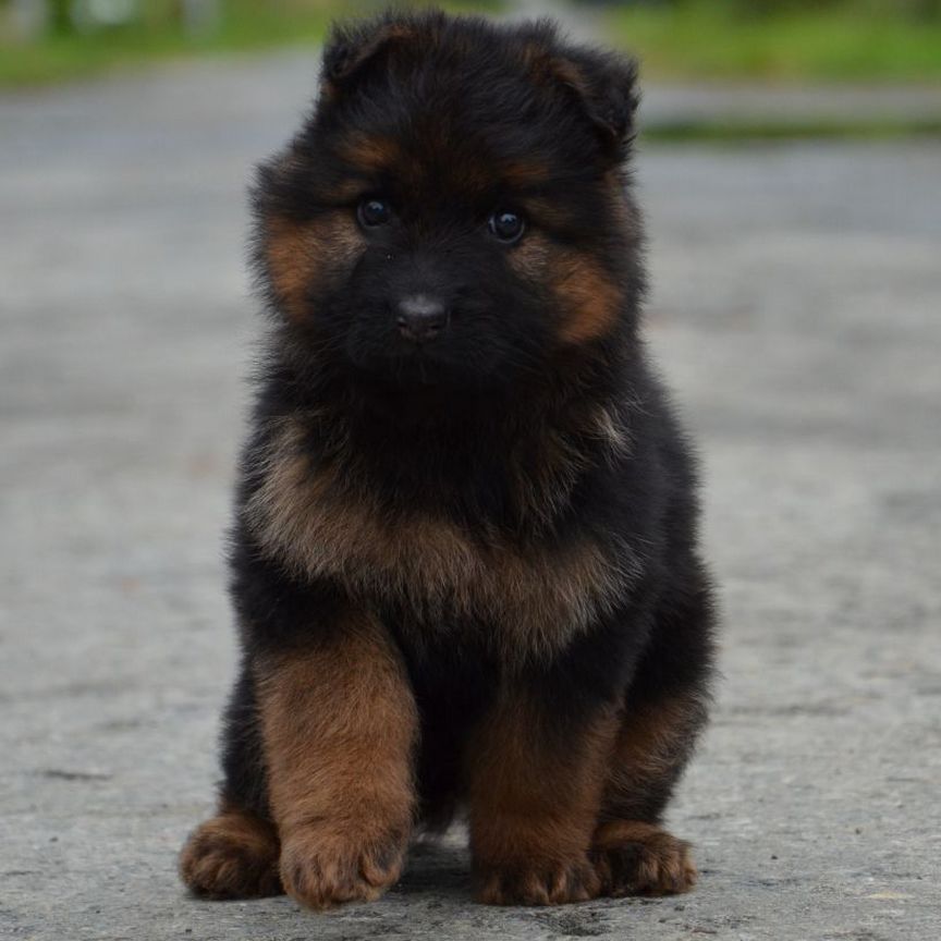 Немецкая овчарка длинношерстная