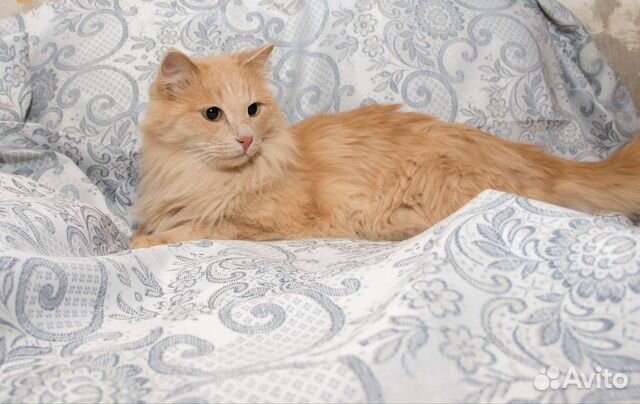 Кот