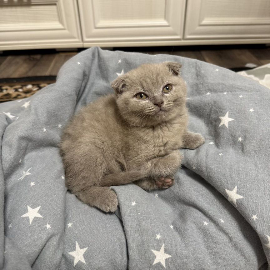 Шотландская