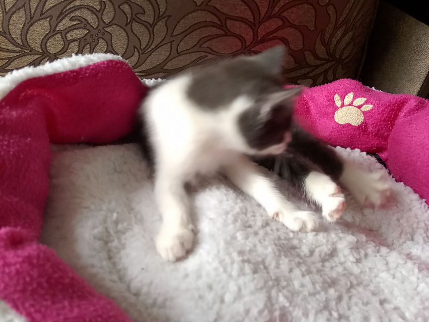 Кошечка серо-белая,2 месяца в добрые руки