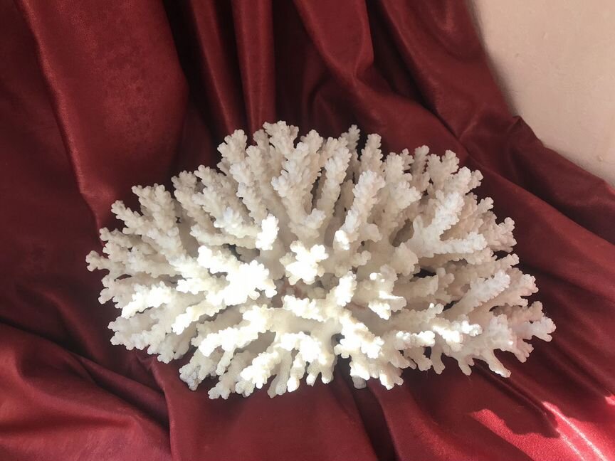 Морские кораллы белый