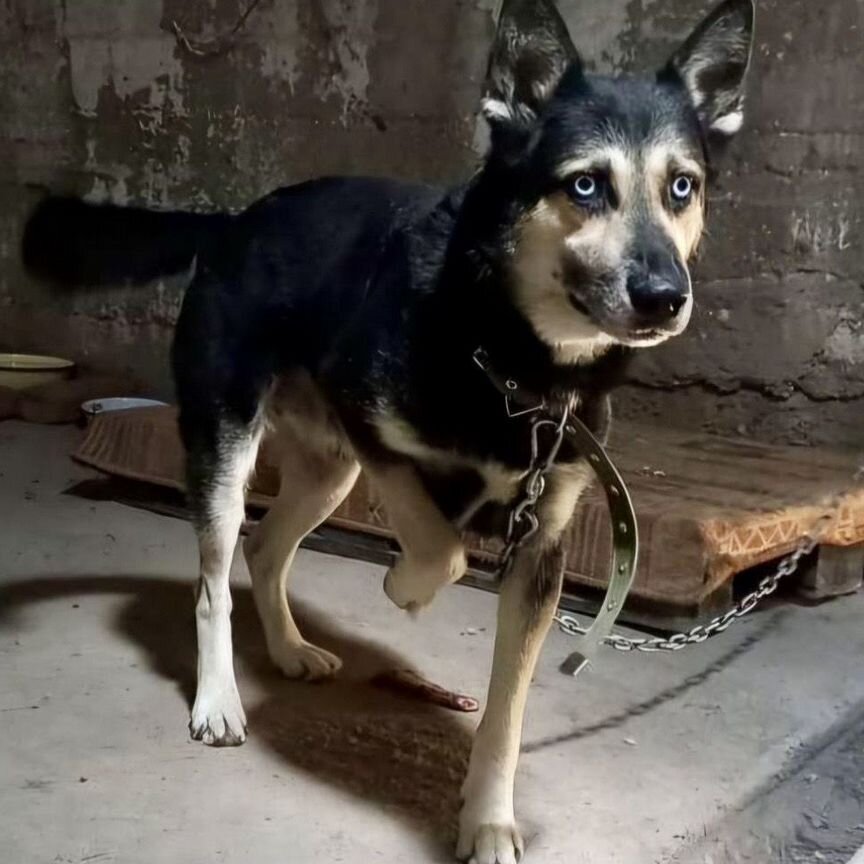 Взрослый пёс в добрые руки