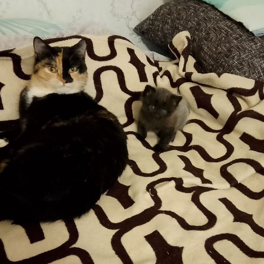 Котёнок в добрые руки