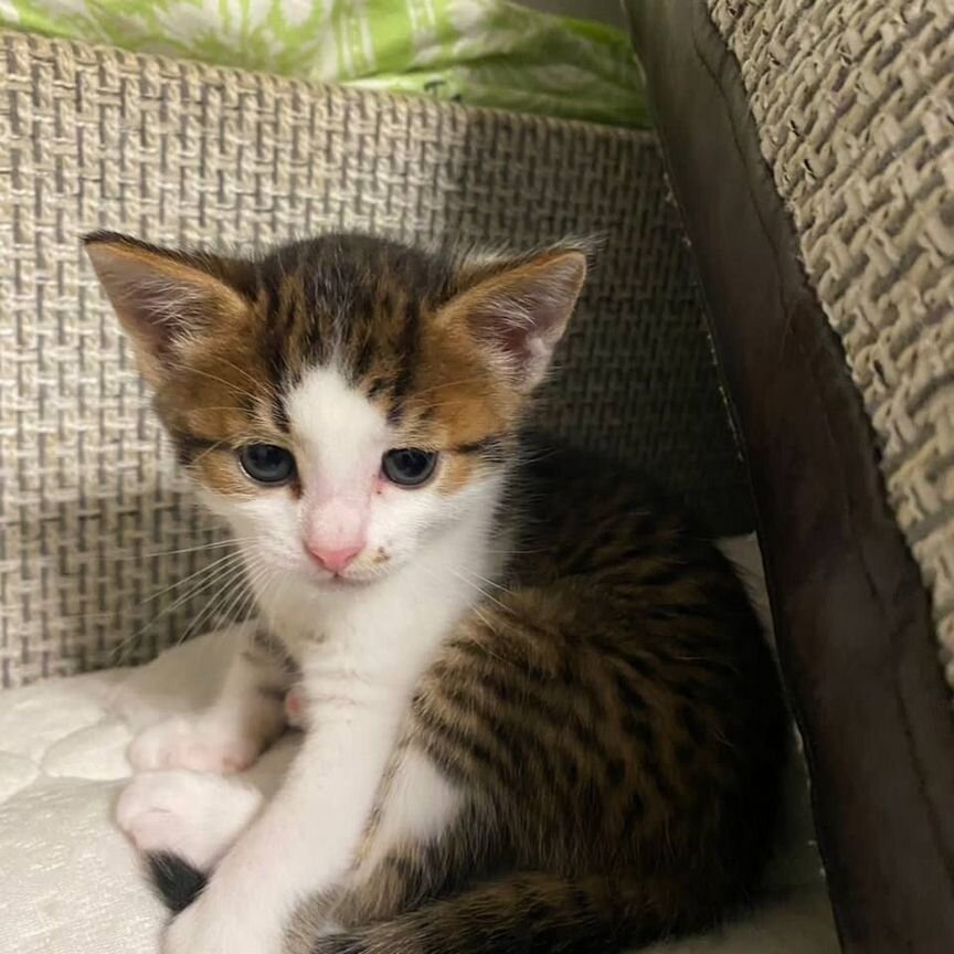 Отдам котенка