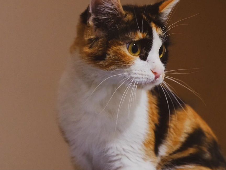 Кошка Алиша