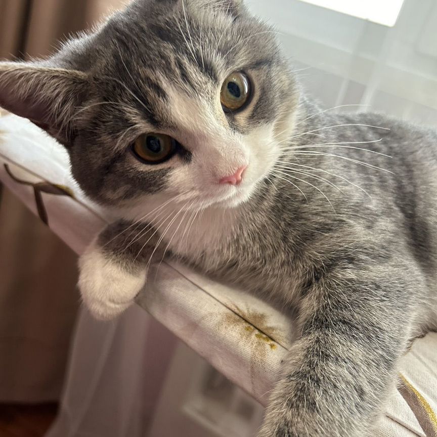 Кошечка маленькая в добрые руки