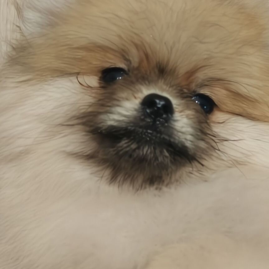 Померанский шпиц, щенок