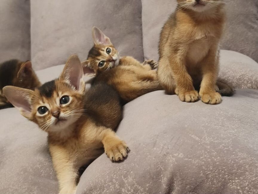 Абиссинские котятки