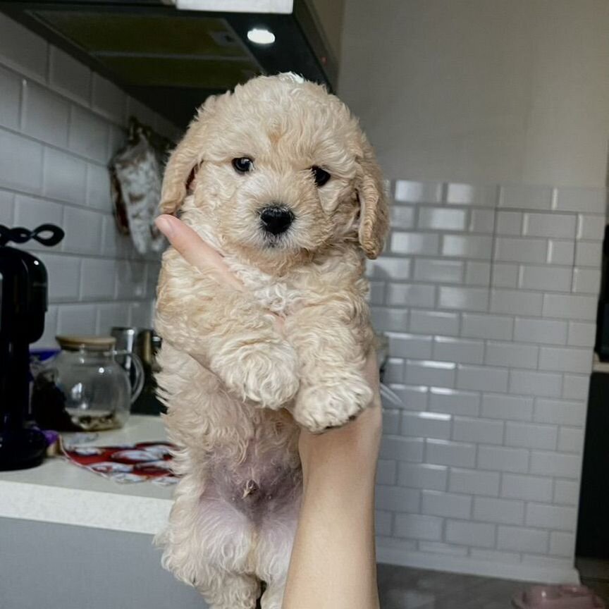 Мальтипу (той-пудель) классический кремовый