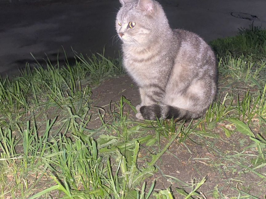 Нашли кошечку